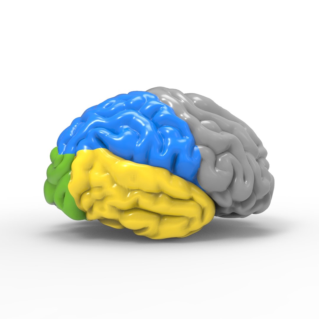 C4d Nervous Cerebrum Colors Sections