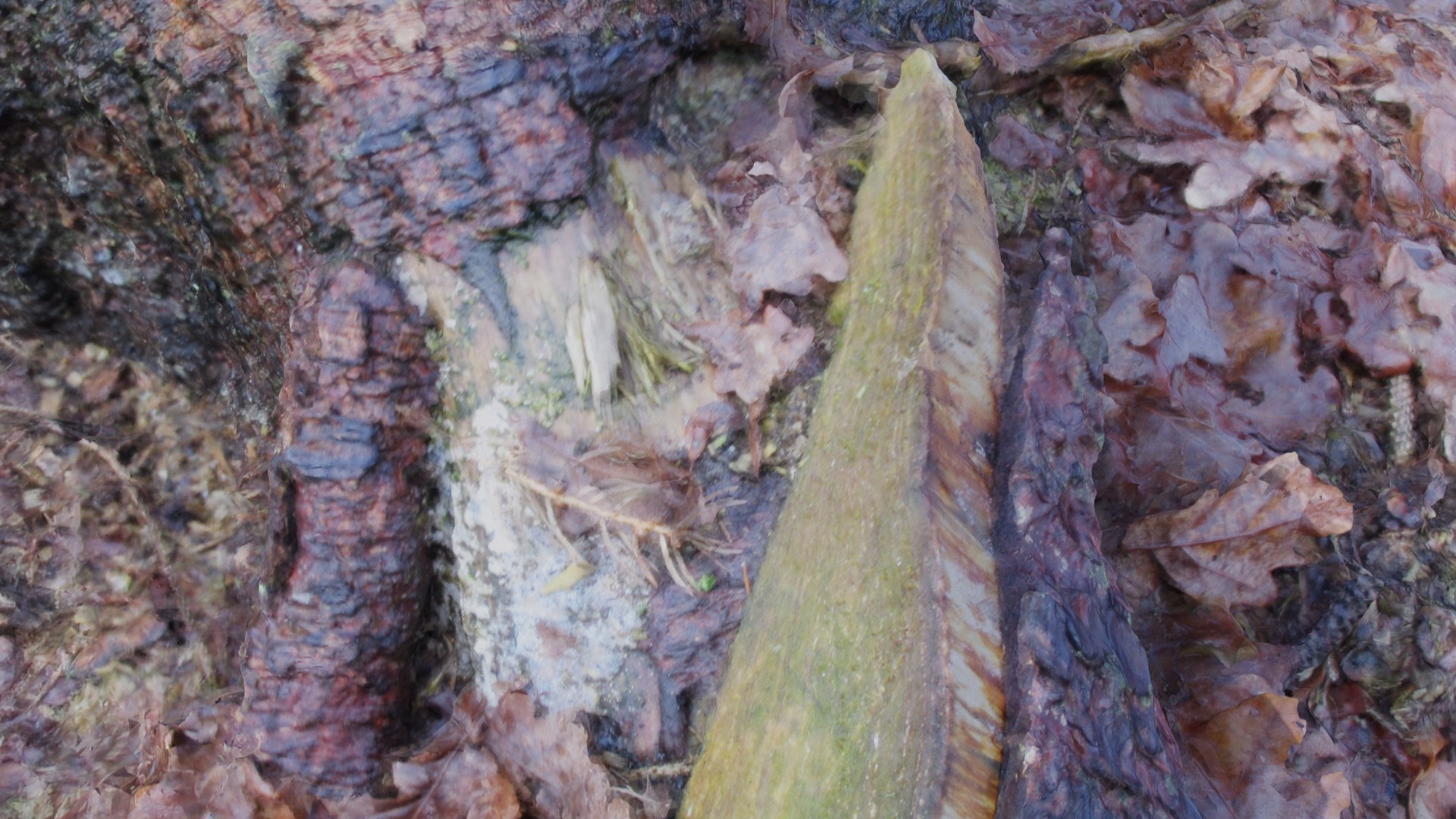 Chopped Tree Stump 3D Model - TurboSquid 1858194