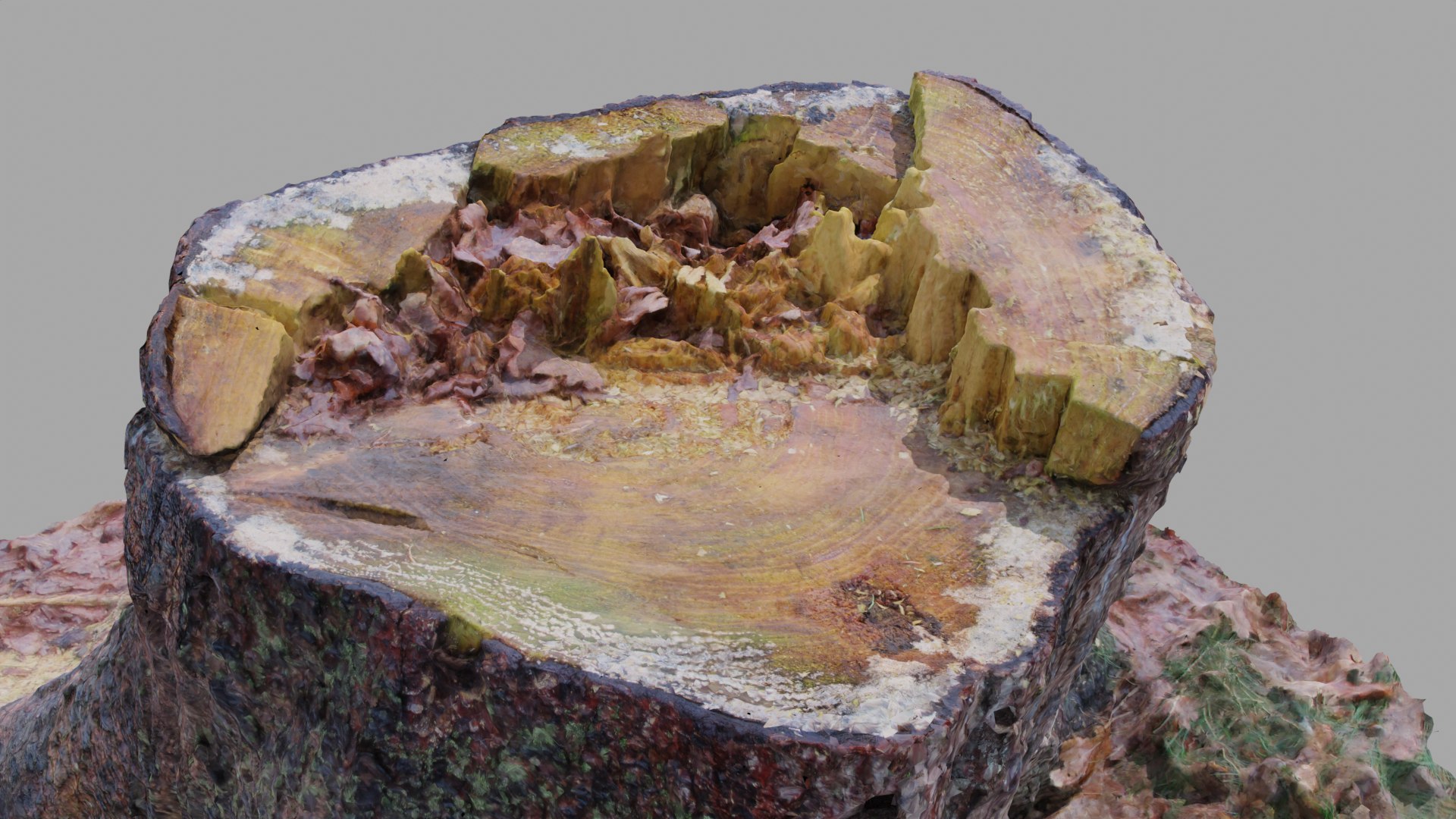 Chopped Tree Stump 3D Model - TurboSquid 1858194