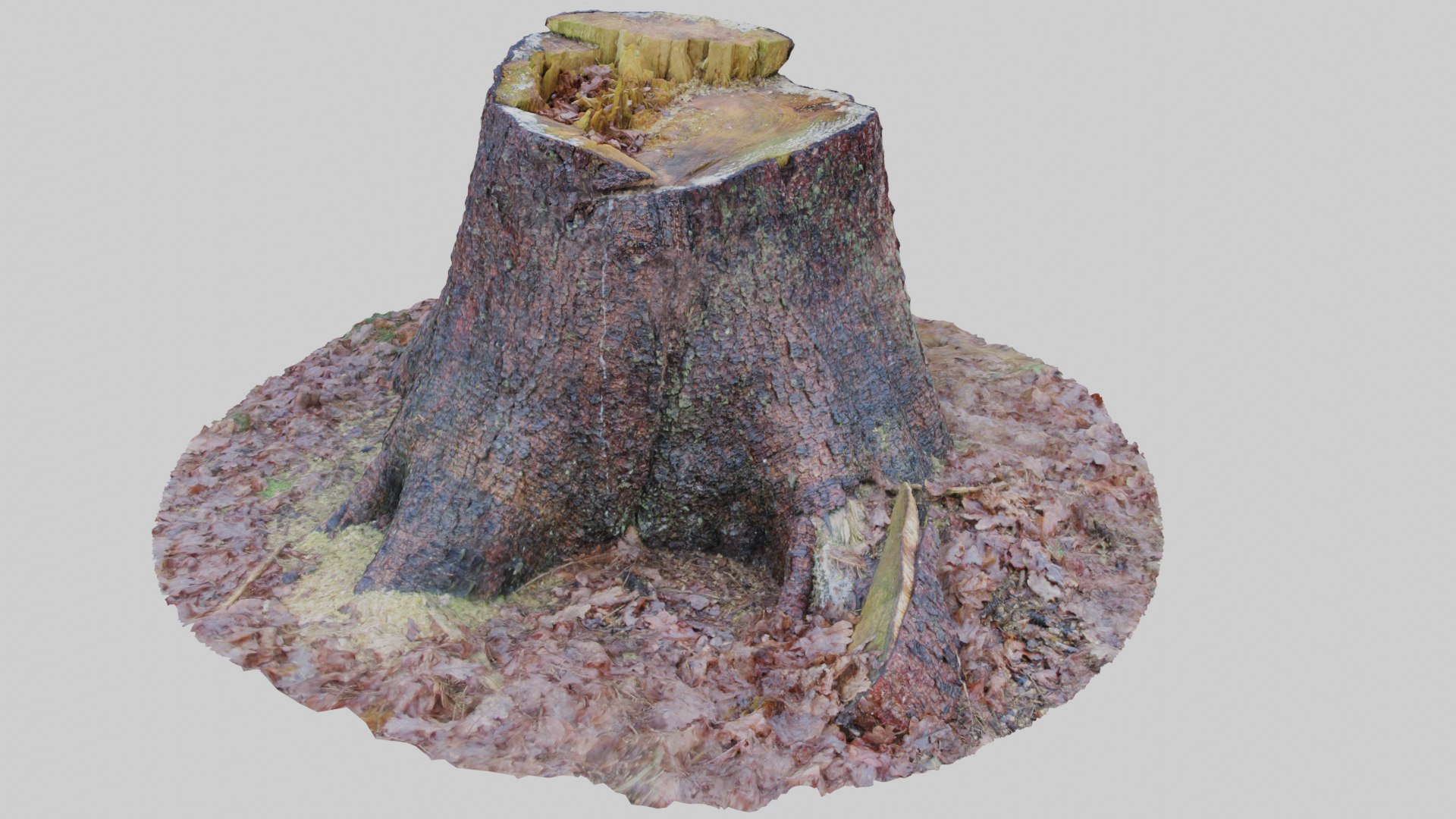 Chopped Tree Stump 3D Model - TurboSquid 1858194