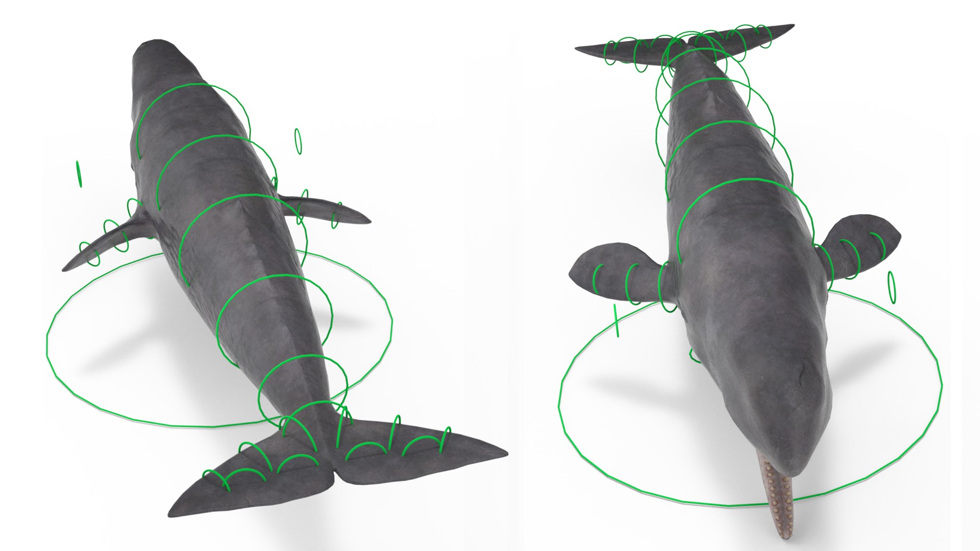 Cachalot Rigged 3D - TurboSquid 2141130