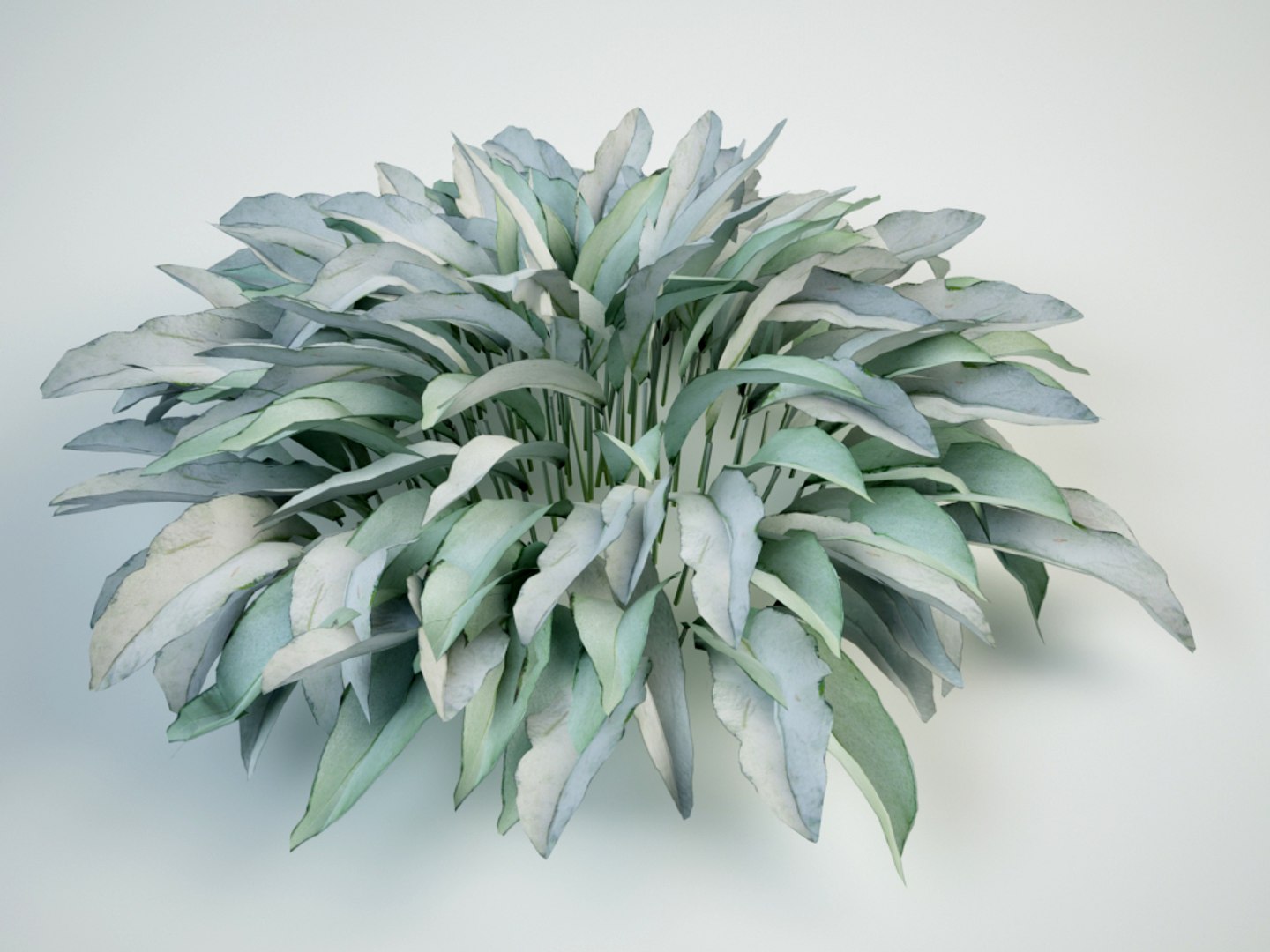 3D model pulmonaria longifolia - TurboSquid 1387365