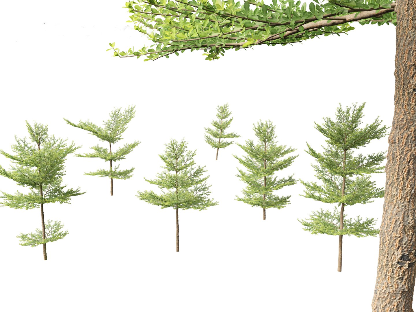 3D Terminalia Mantaly - Madagascar Almond Model - TurboSquid 2117235