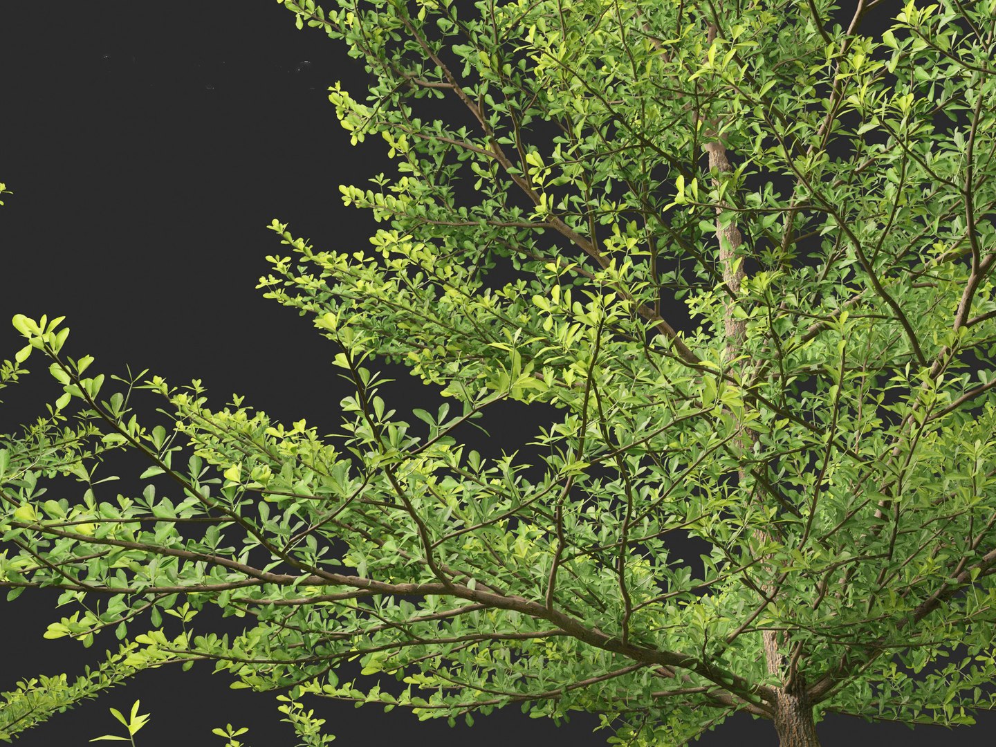 3D Terminalia Mantaly - Madagascar Almond Model - TurboSquid 2117235