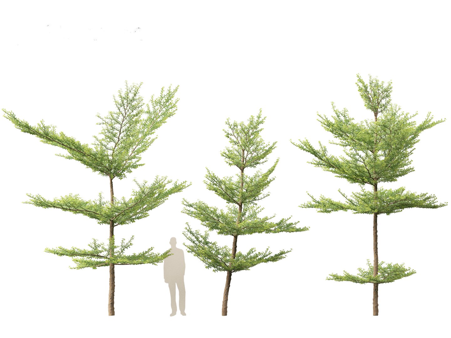 3D Terminalia Mantaly - Madagascar Almond Model - TurboSquid 2117235