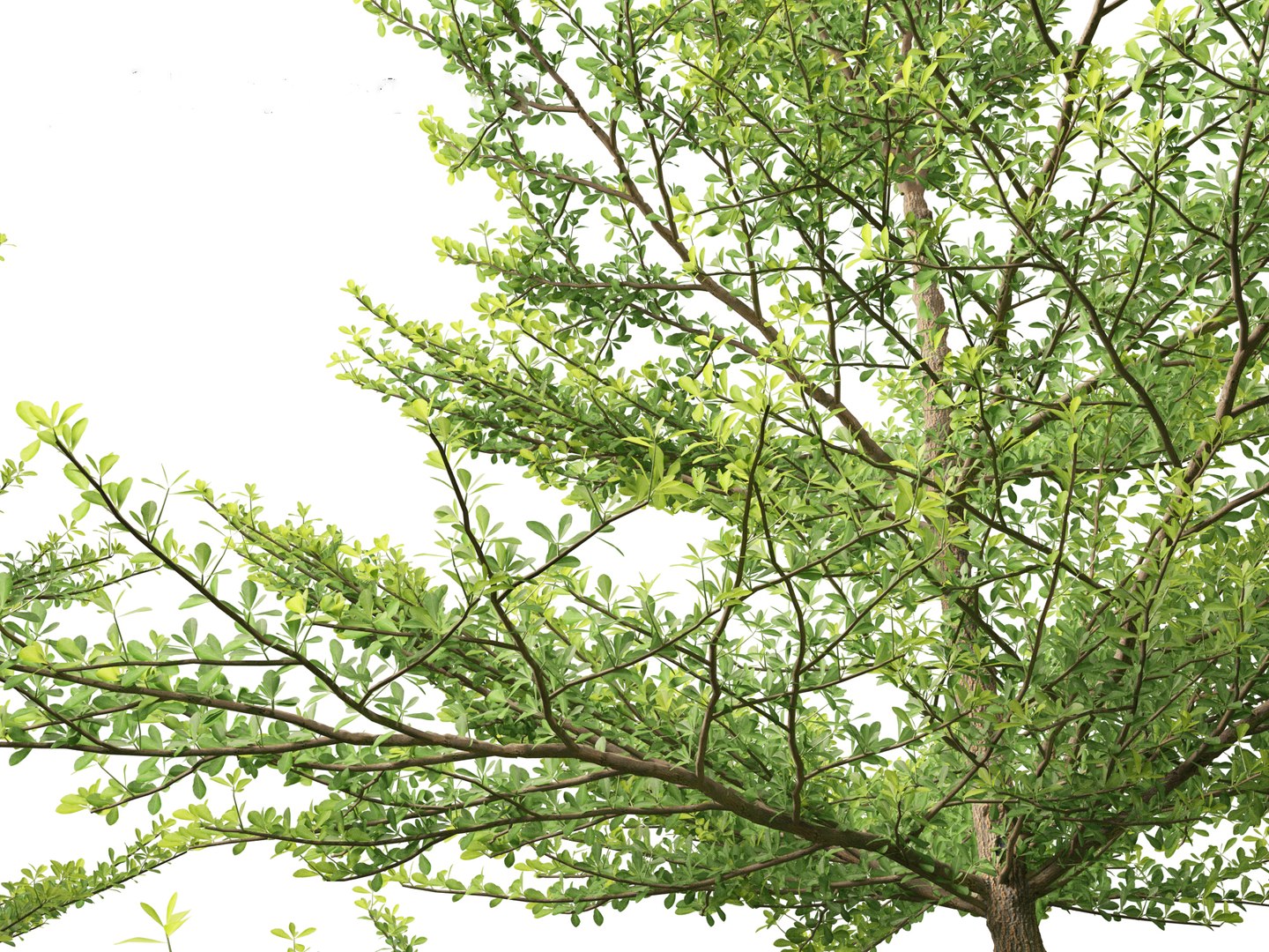 3D Terminalia Mantaly - Madagascar Almond Model - TurboSquid 2117235