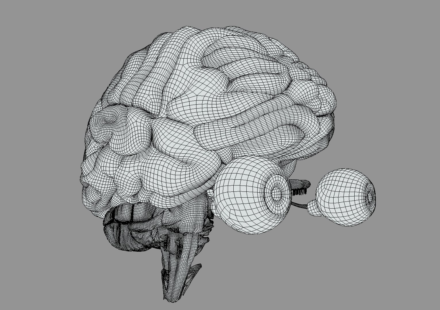 3D Brain Stem Model - TurboSquid 1370556
