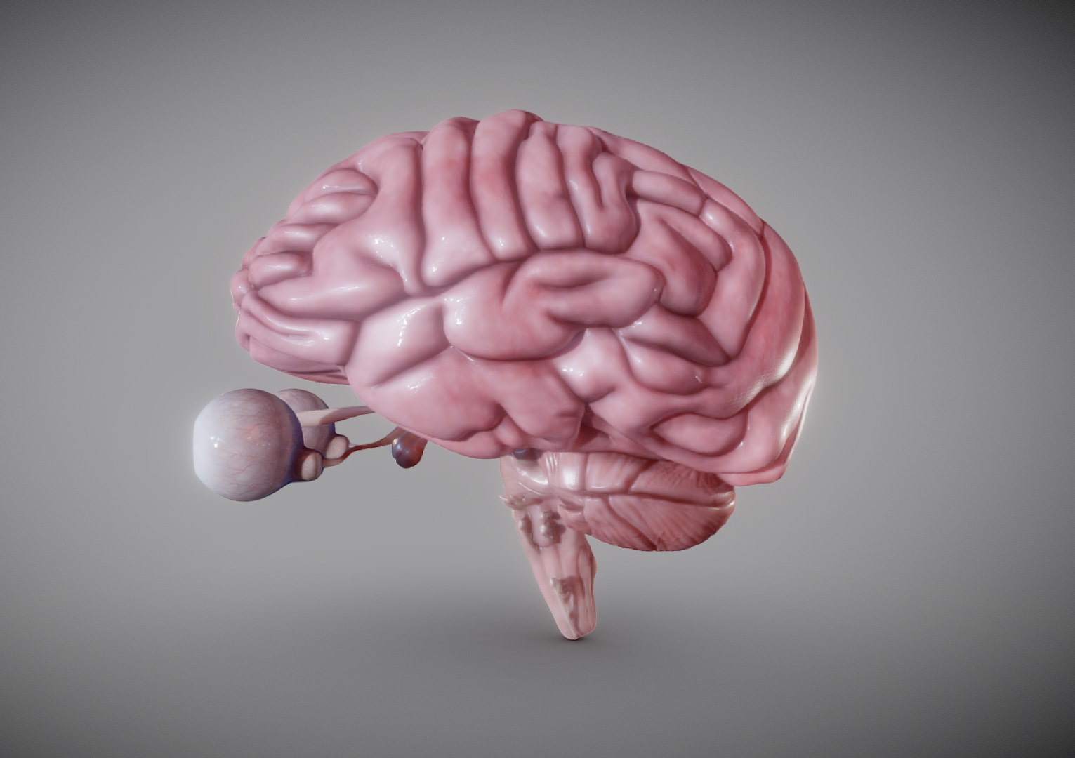 3D Brain Stem Model - TurboSquid 1370556