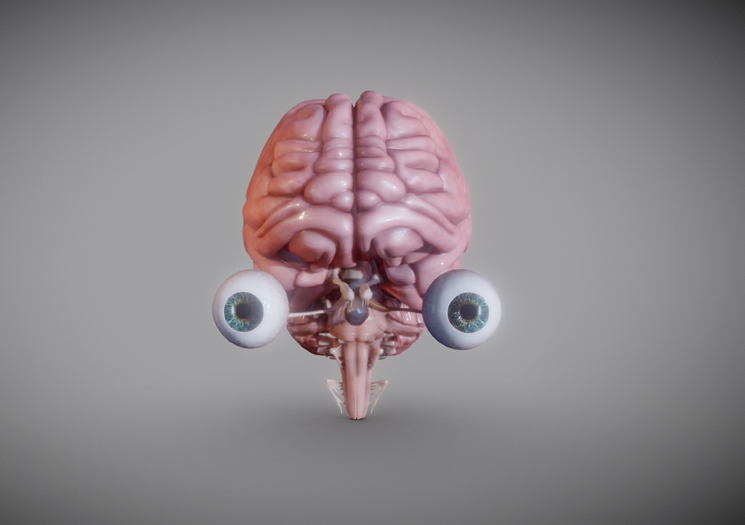 3D Brain Stem Model - TurboSquid 1370556