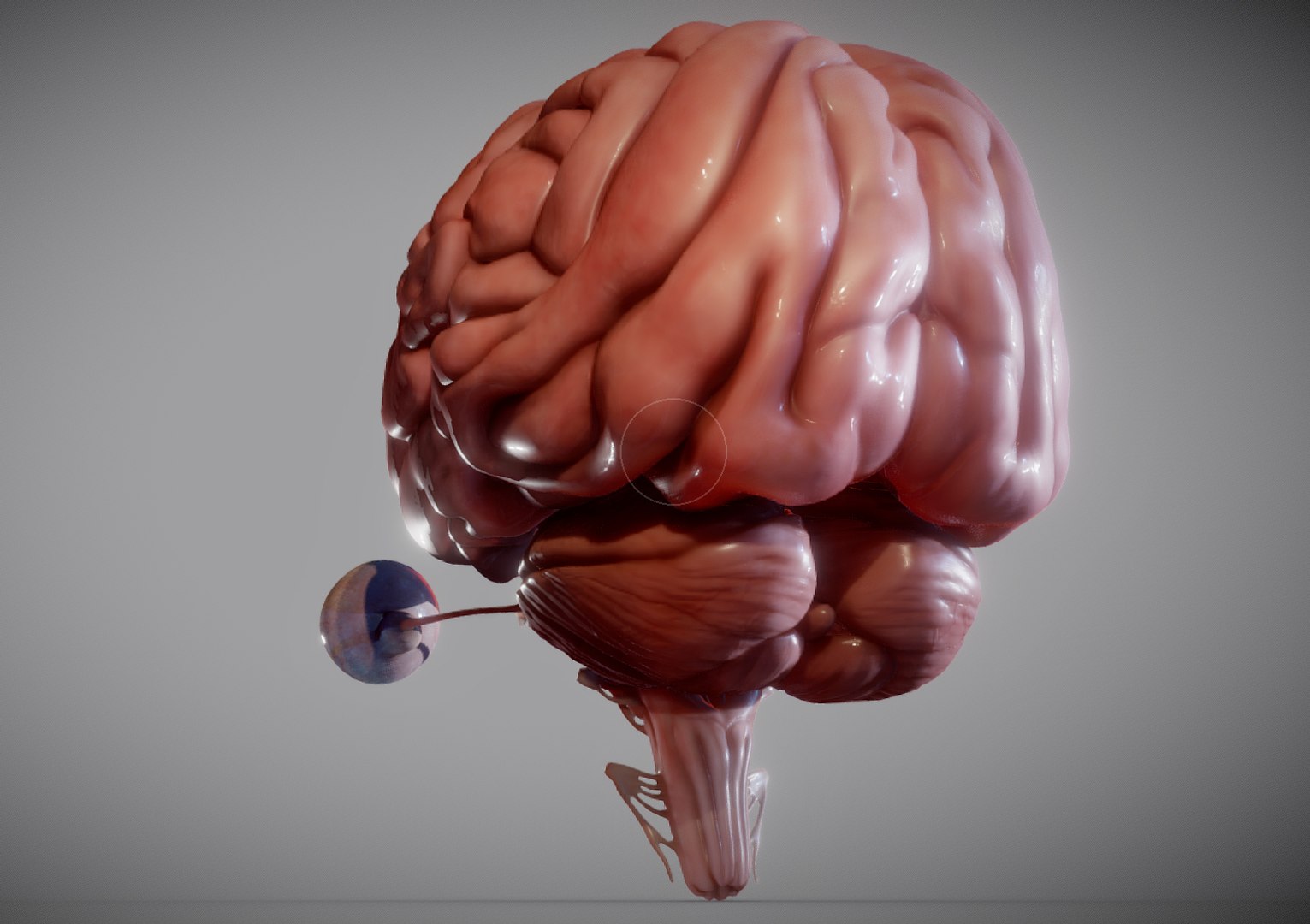 3D Brain Stem Model - TurboSquid 1370556