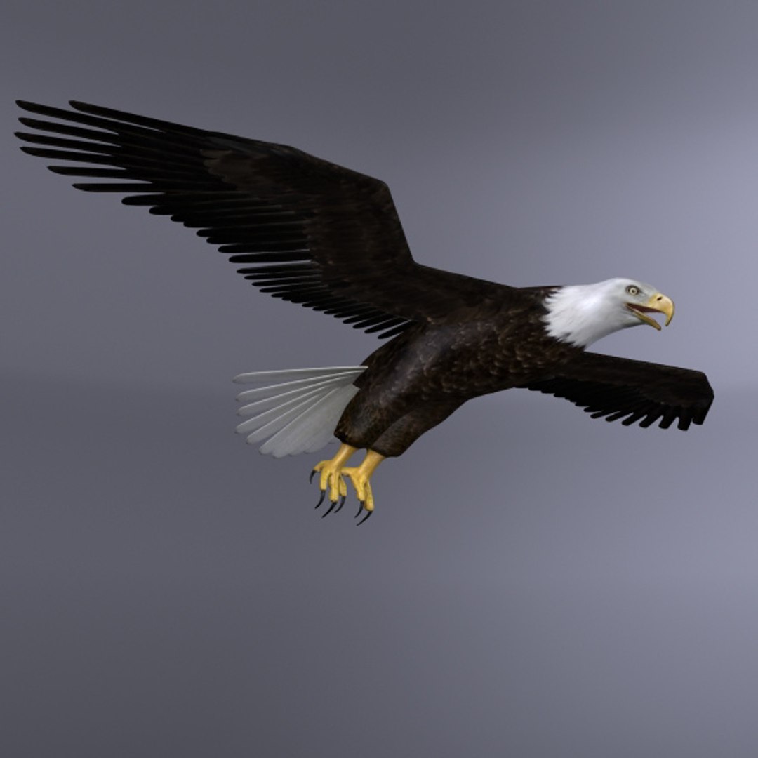 3d Bald Eagle