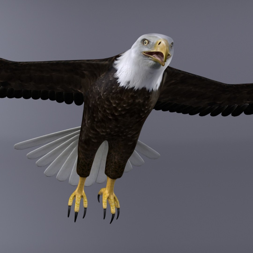 3d Bald Eagle