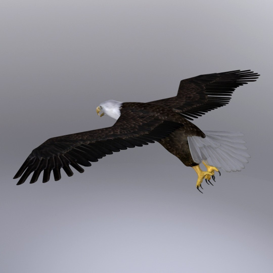 3d Bald Eagle