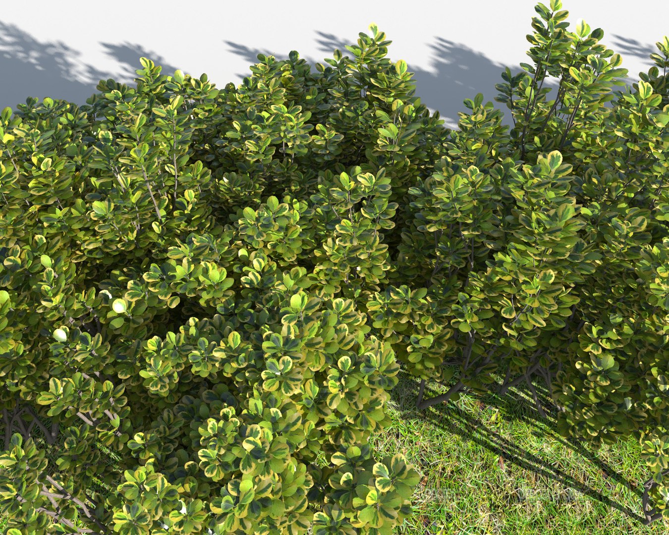 3d Bushes Multiscatter Scatterable Model