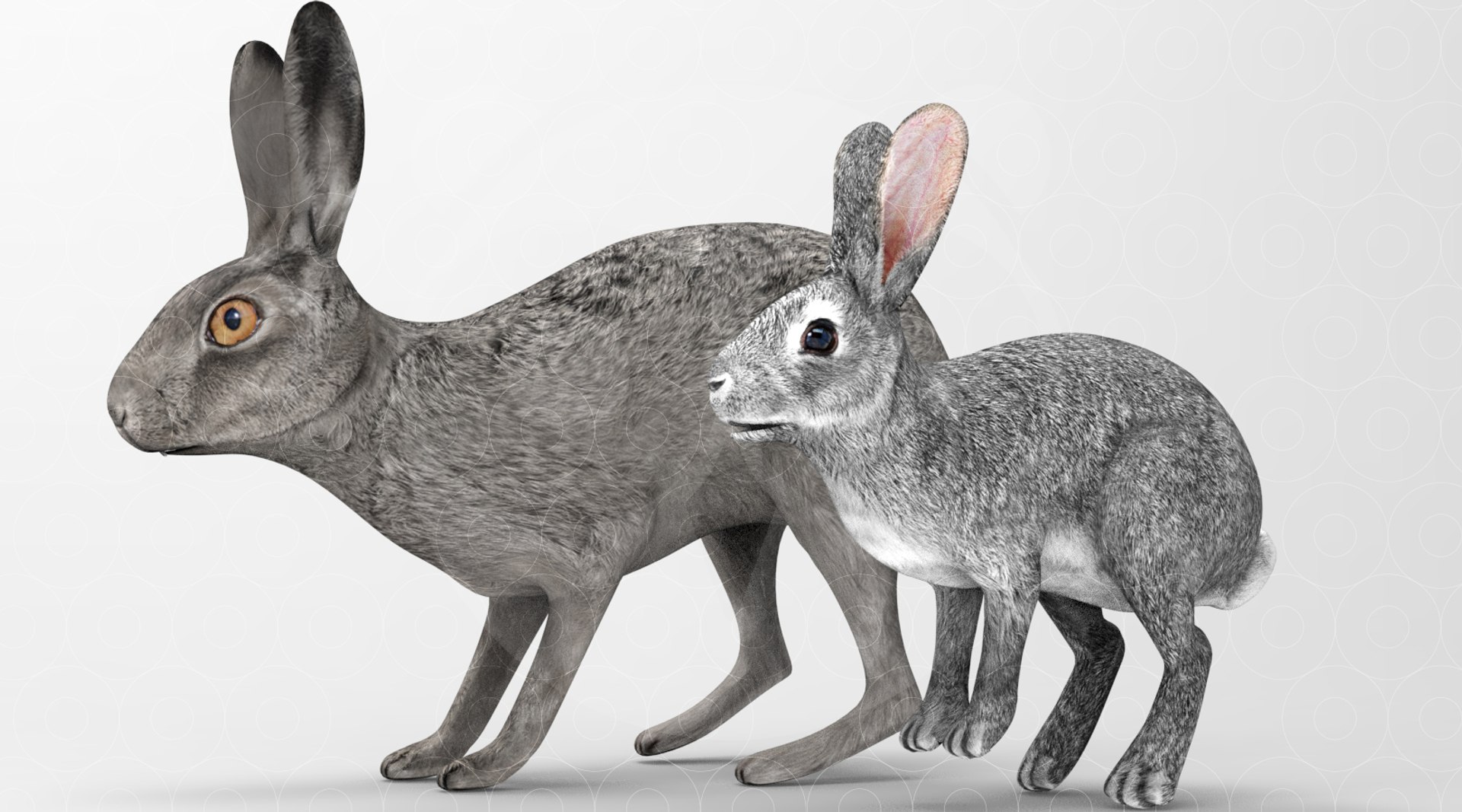 3D Wild Animal Pack - Animated - TurboSquid 2189732