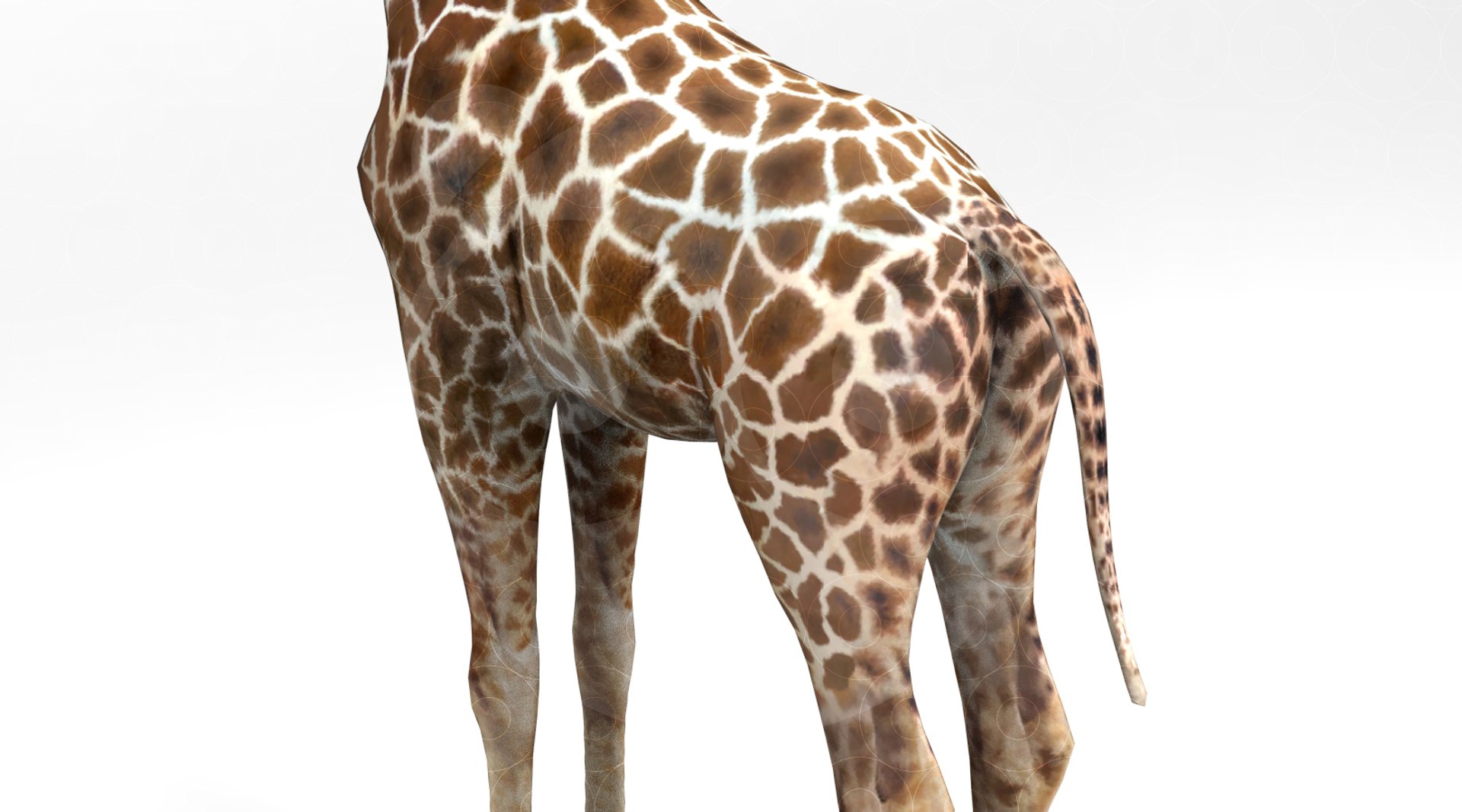 3D Wild Animal Pack - Animated - TurboSquid 2189732