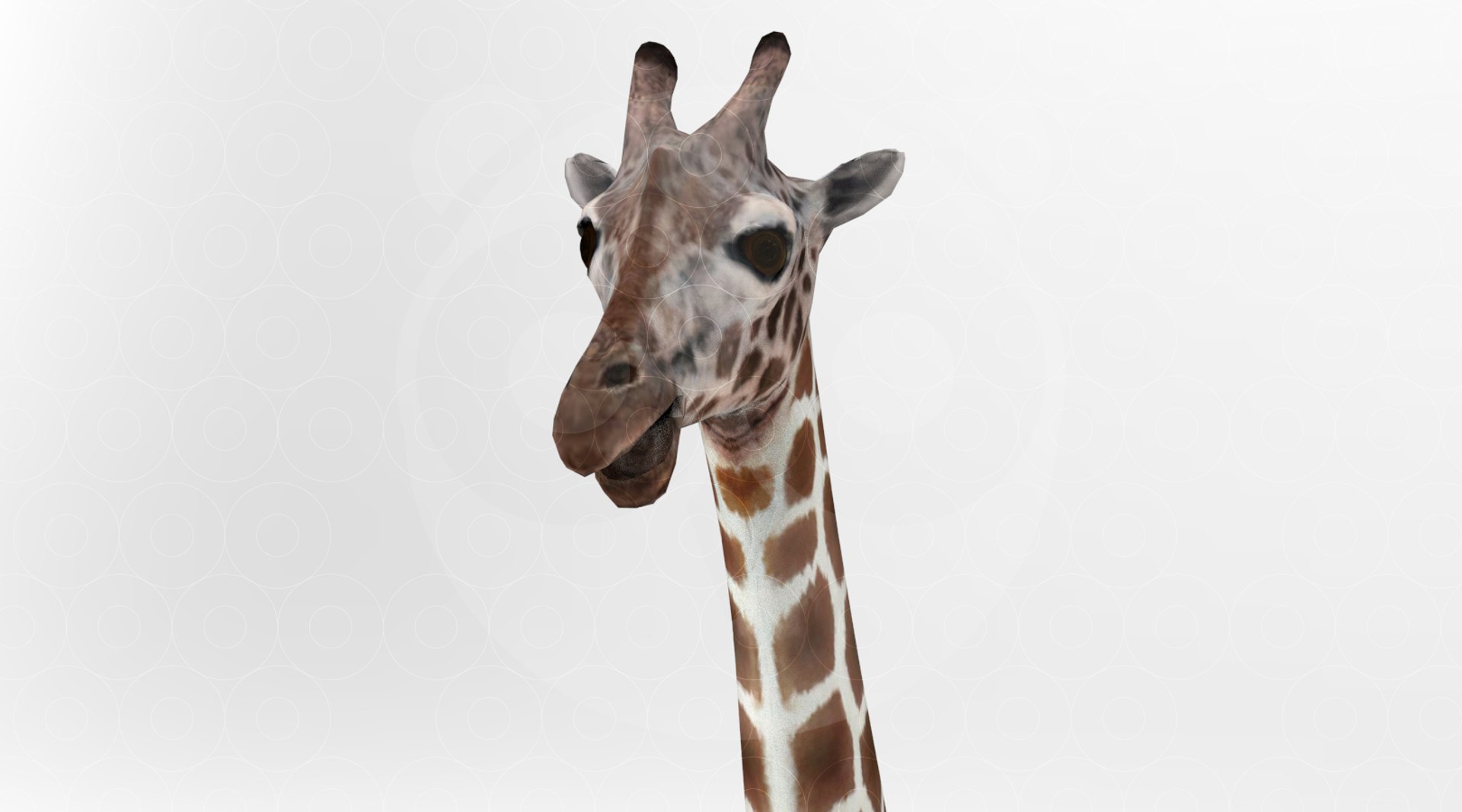 3D Wild Animal Pack - Animated - TurboSquid 2189732