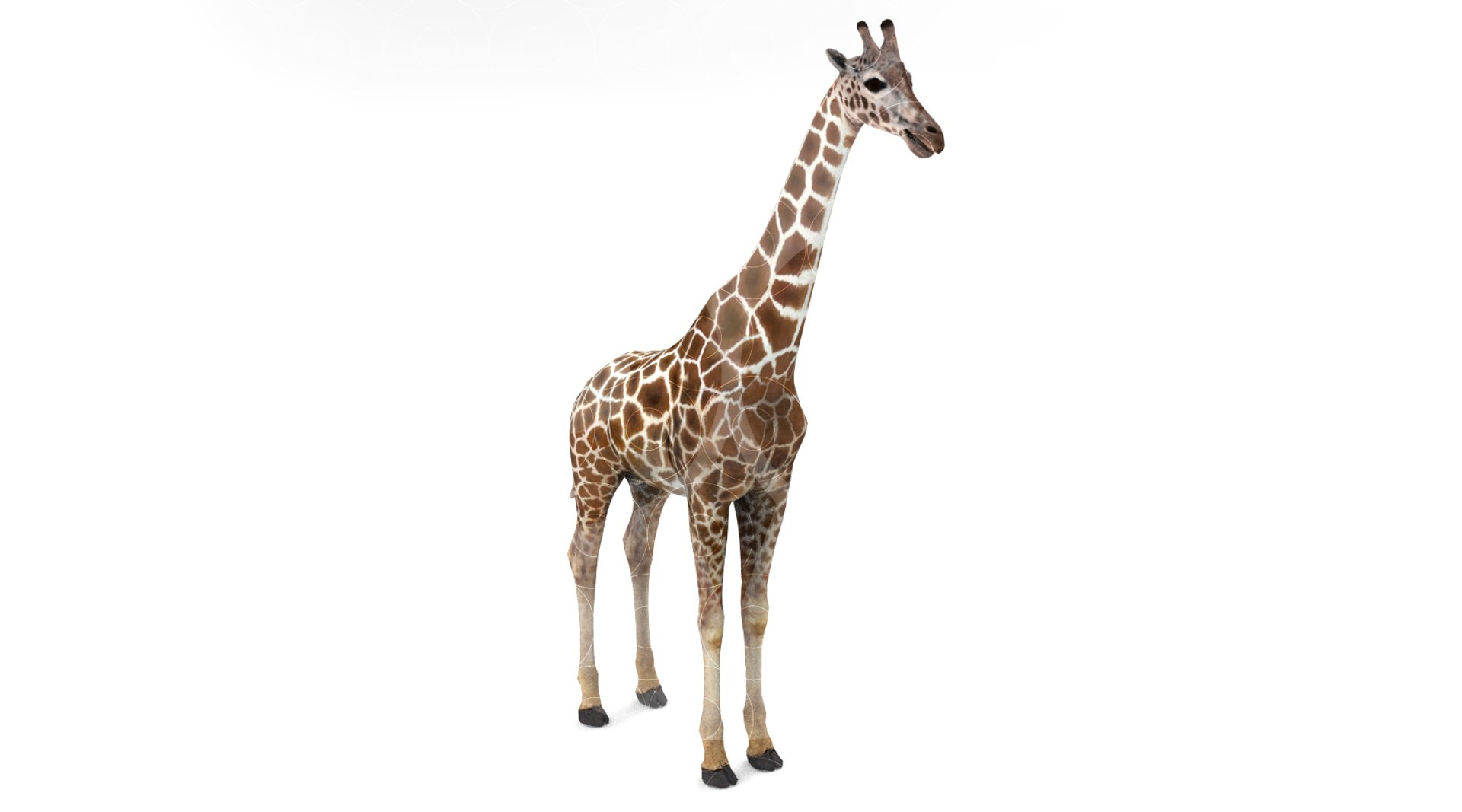 3D Wild Animal Pack - Animated - TurboSquid 2189732
