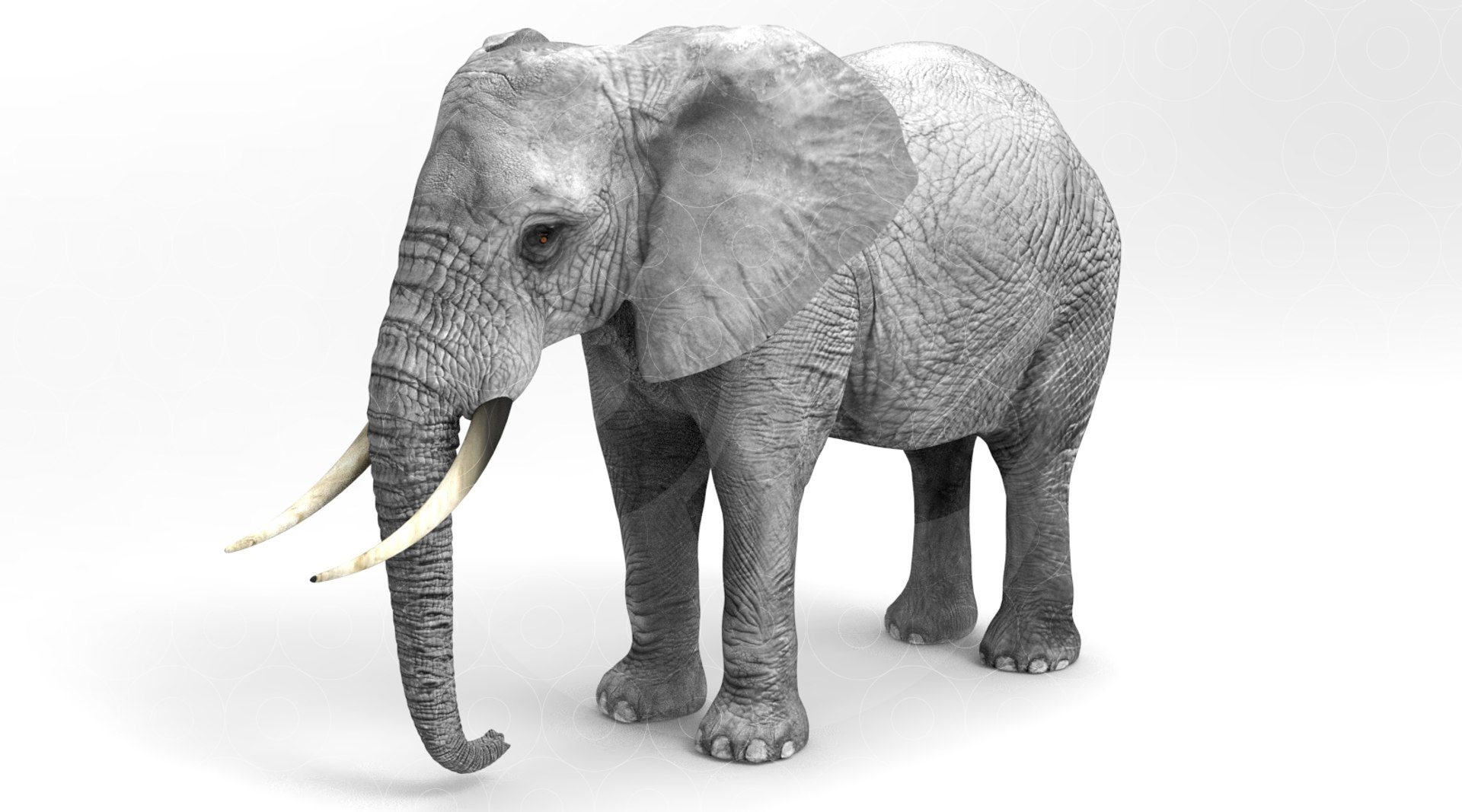 3D Wild Animal Pack - Animated - TurboSquid 2189732