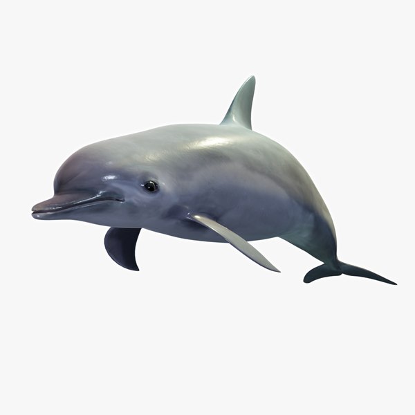 Dolphin Blender Models for Download | TurboSquid