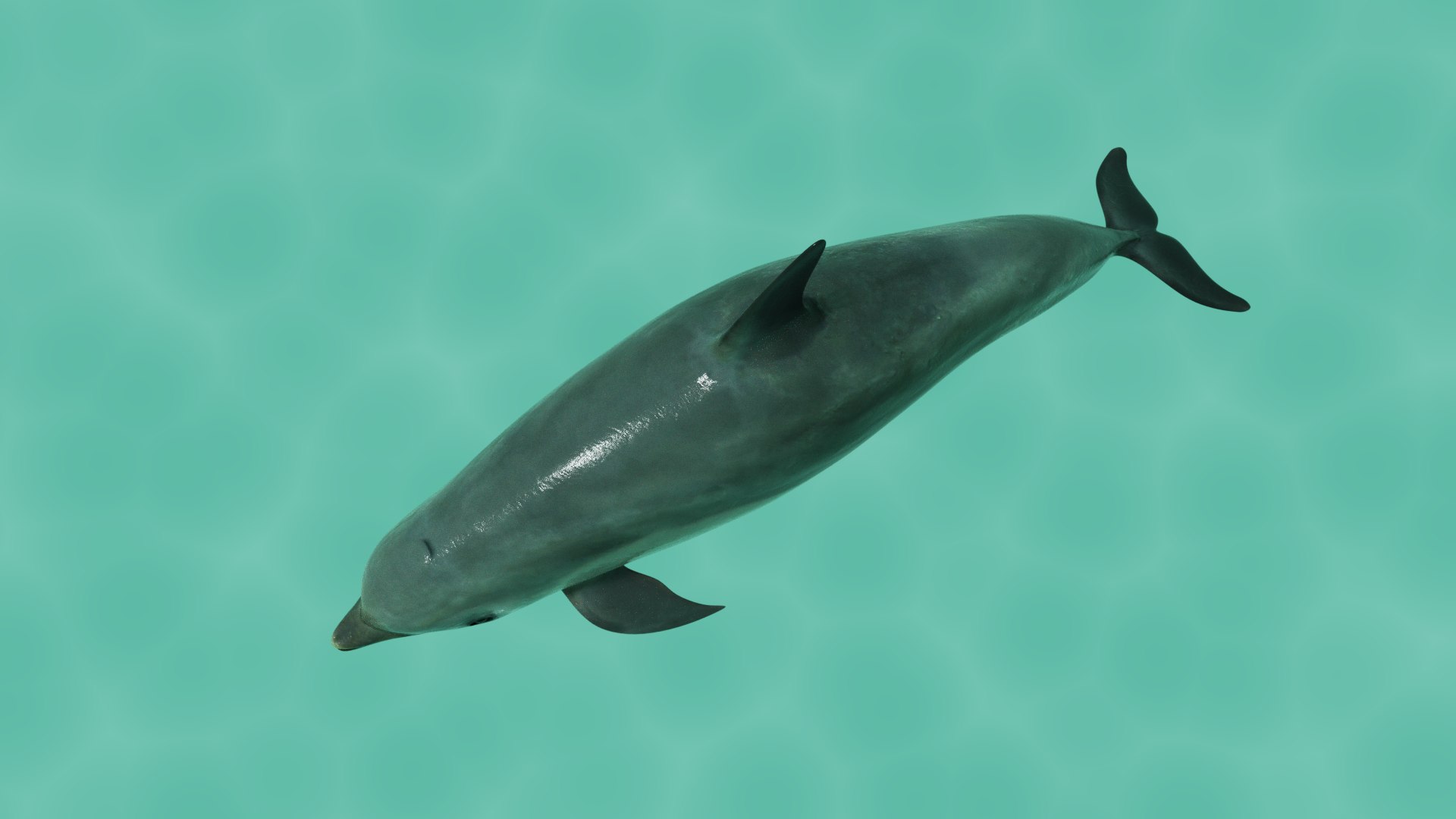 Dolphin - Low-poly Rigged 3D Model 3D Model - TurboSquid 2055846