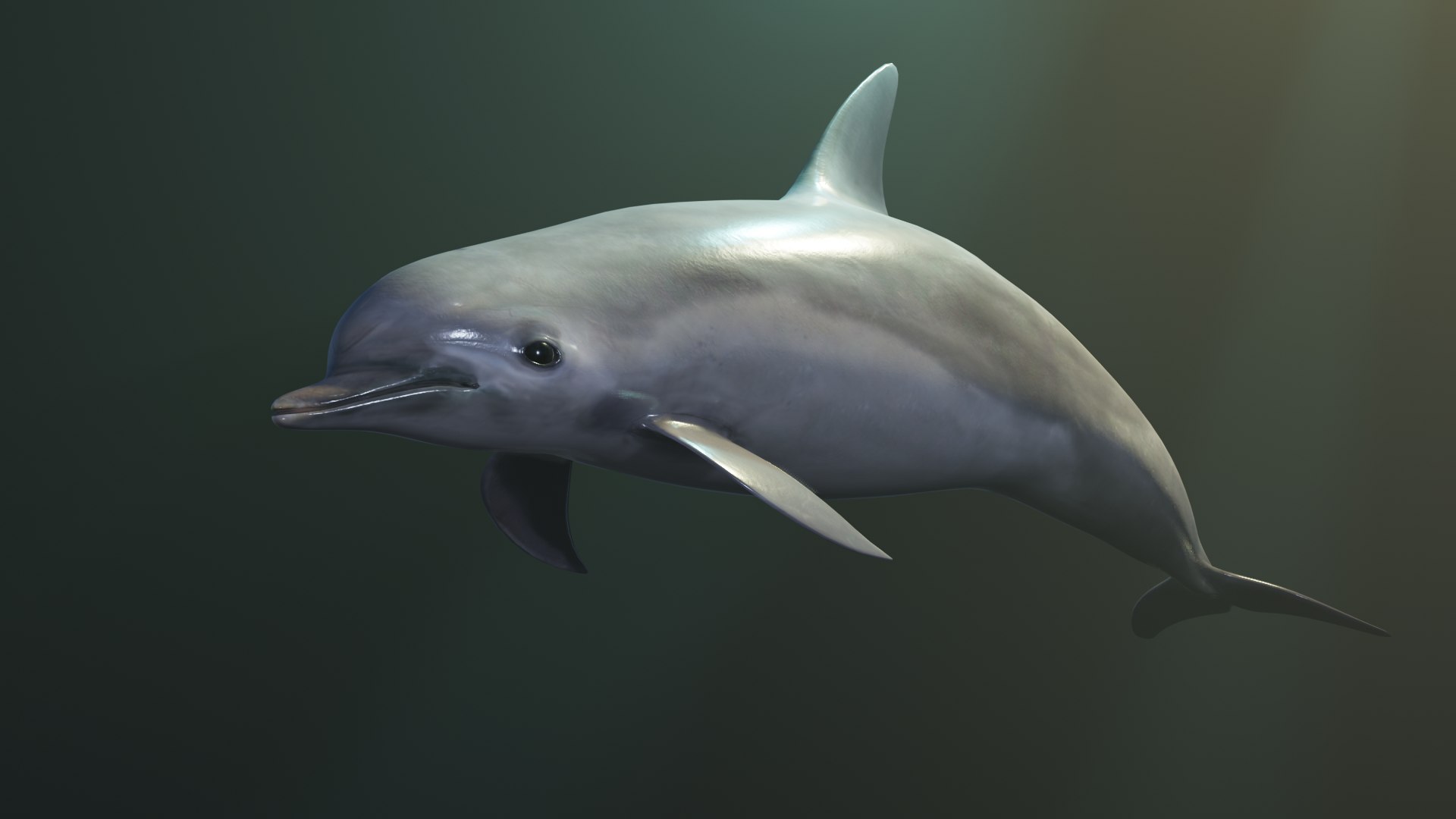 Dolphin - Low-poly Rigged 3D Model 3D Model - TurboSquid 2055846