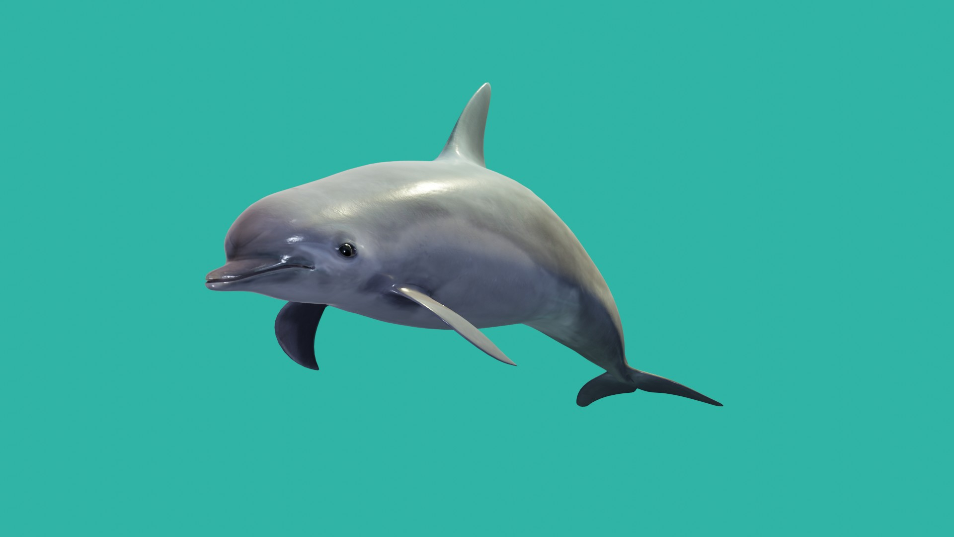 Dolphin - Low-poly Rigged 3D Model 3D Model - TurboSquid 2055846