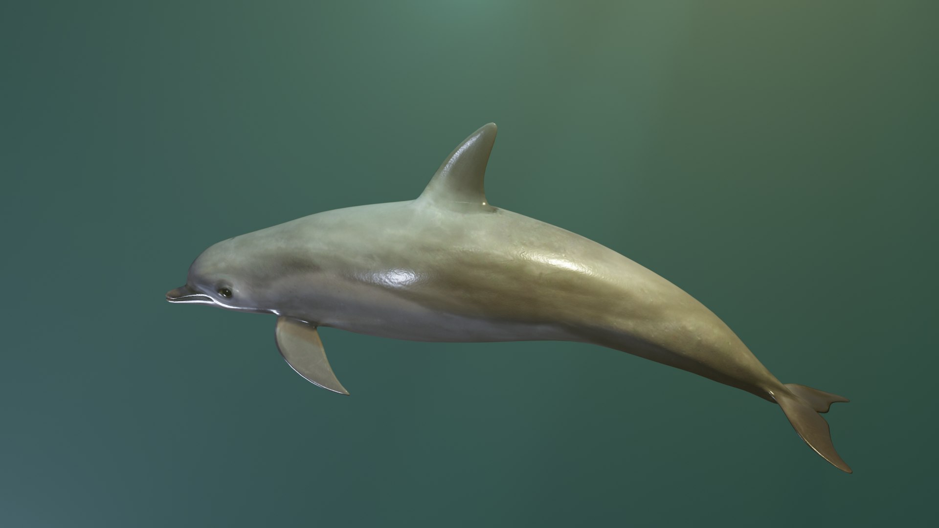 Dolphin - Low-poly Rigged 3D Model 3D Model - TurboSquid 2055846