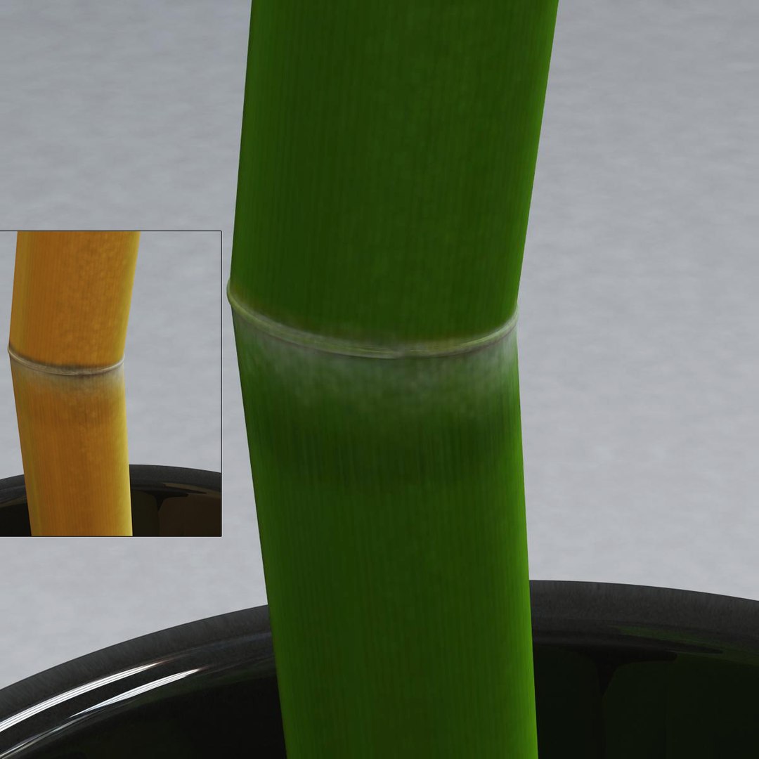 Bamboo 3d Max