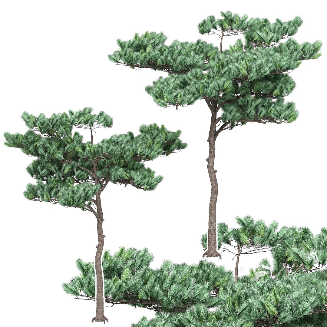 Pine 4 3D Model - TurboSquid 1650395