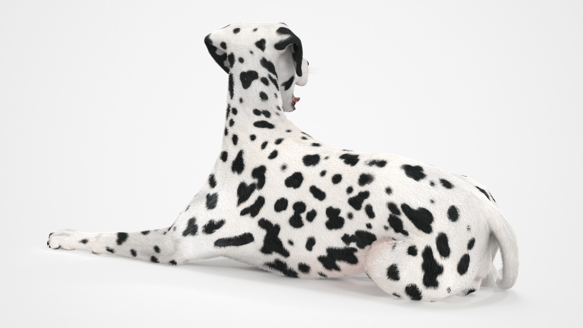 Spotted Lying Dalmatian Dog Fur 3D Model - TurboSquid 2235528