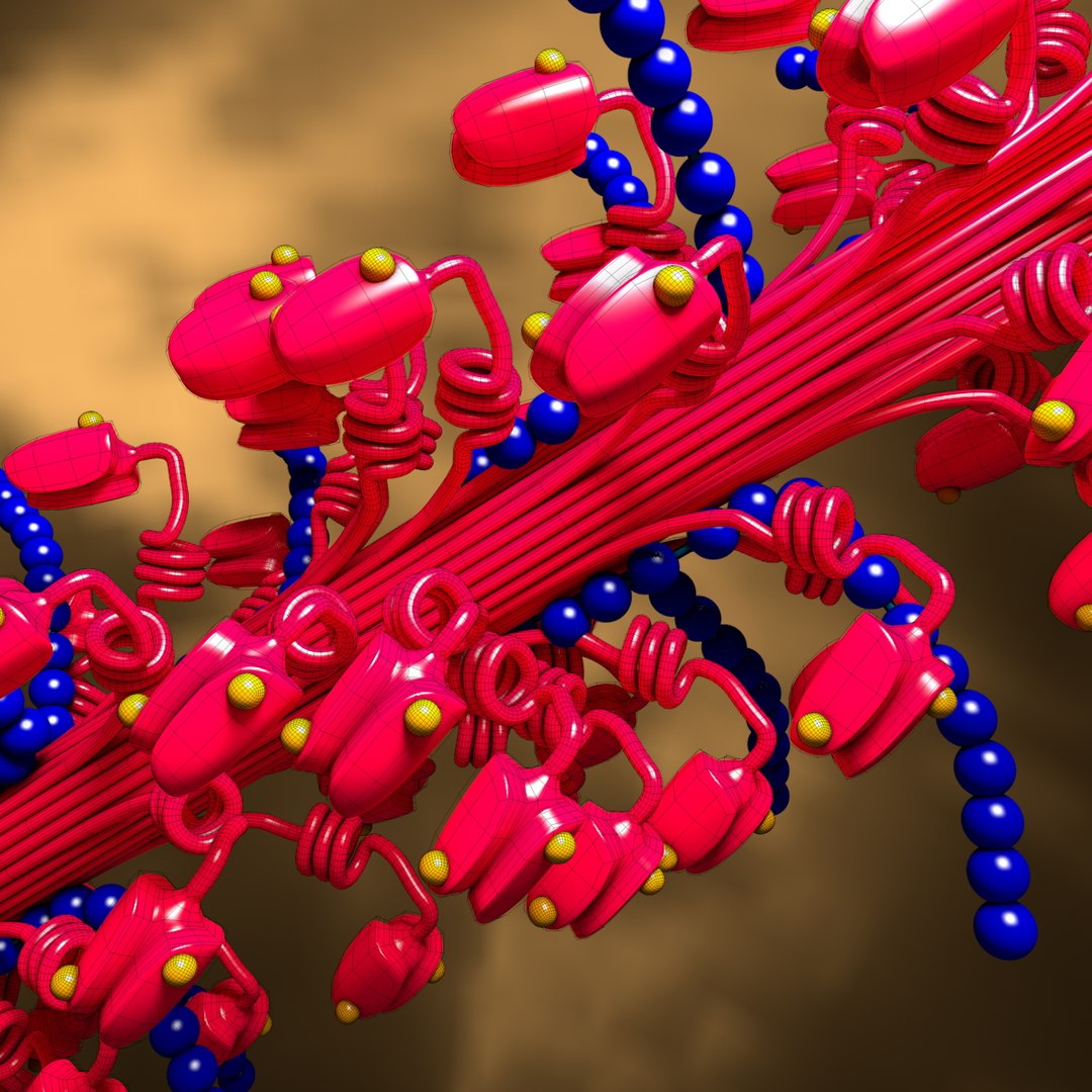 Muscle Structure 3d Model