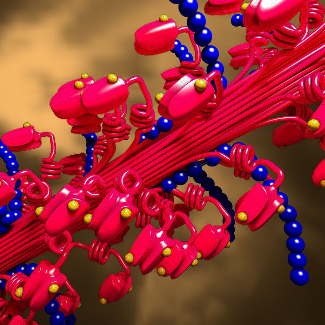 muscle structure 3d model