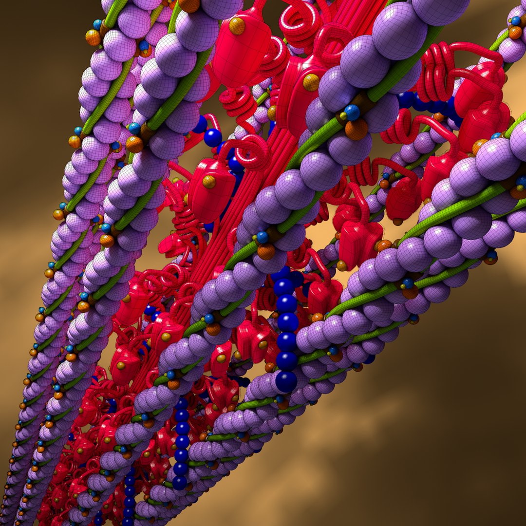 Muscle Structure 3d Model