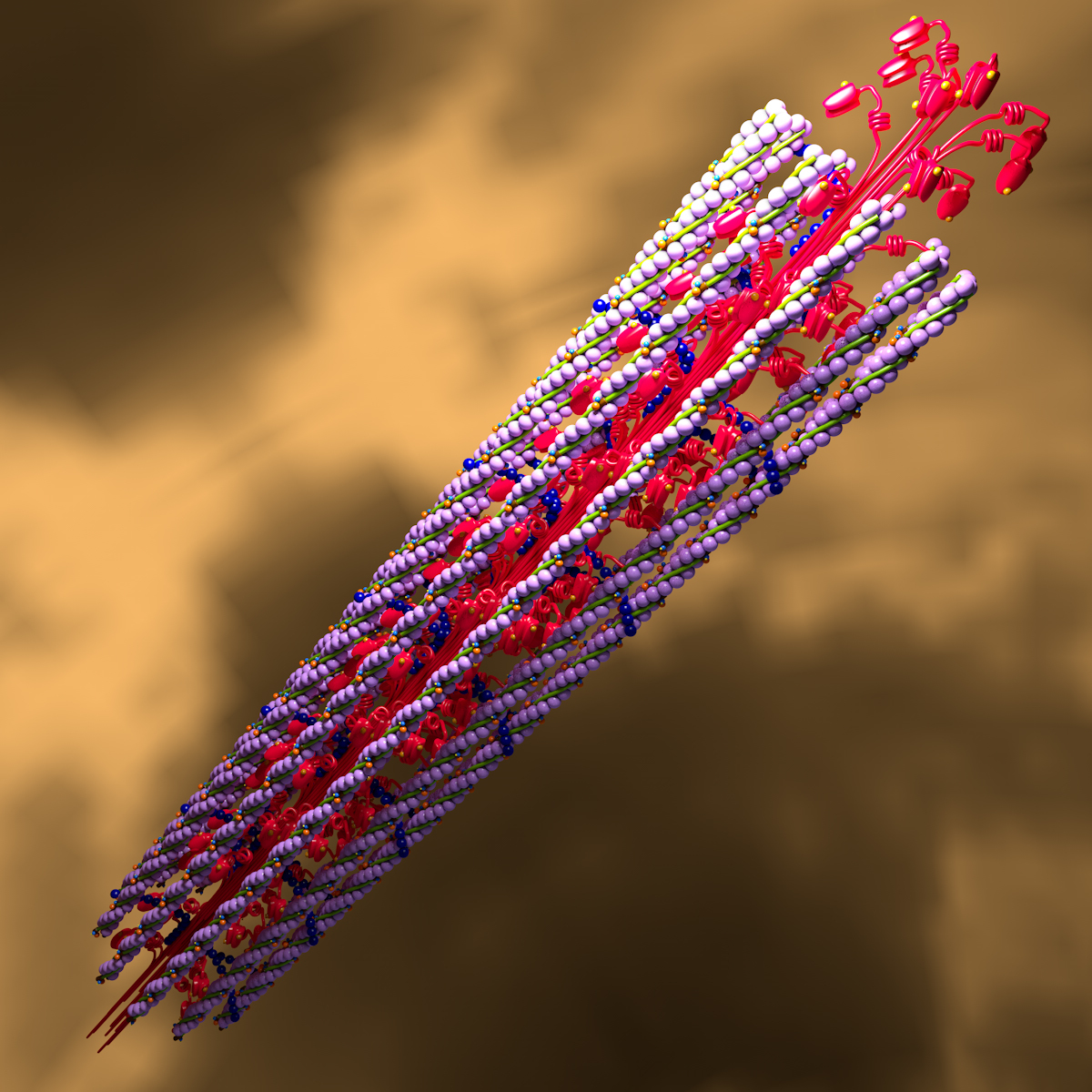 muscle structure 3d model