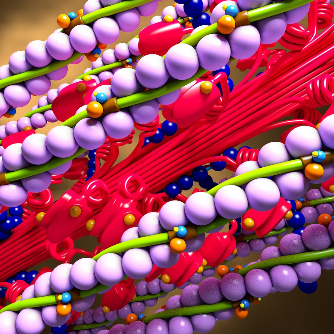 Muscle Structure 3d Model