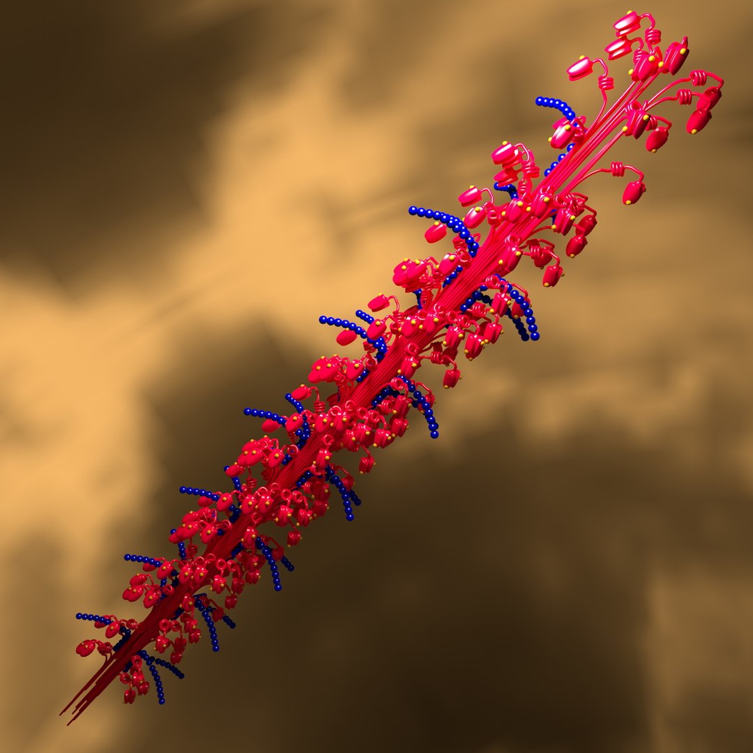 Muscle Structure 3d Model