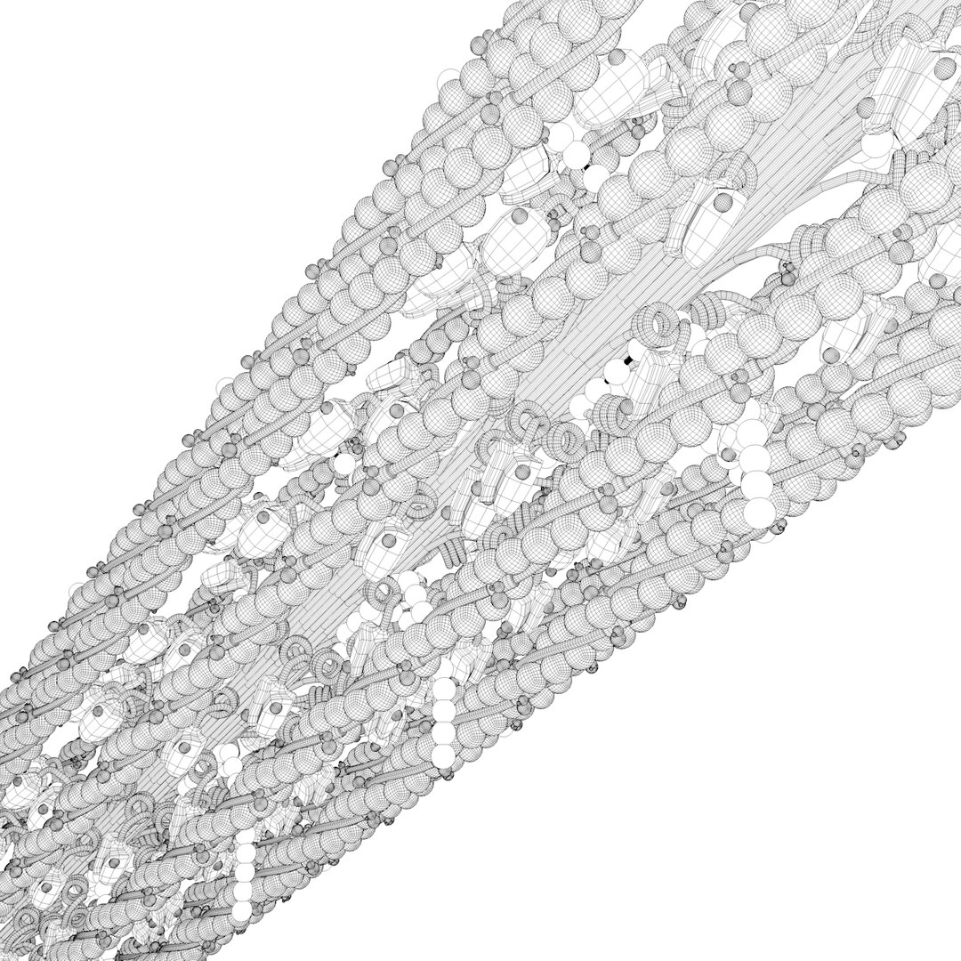 Muscle Structure 3d Model