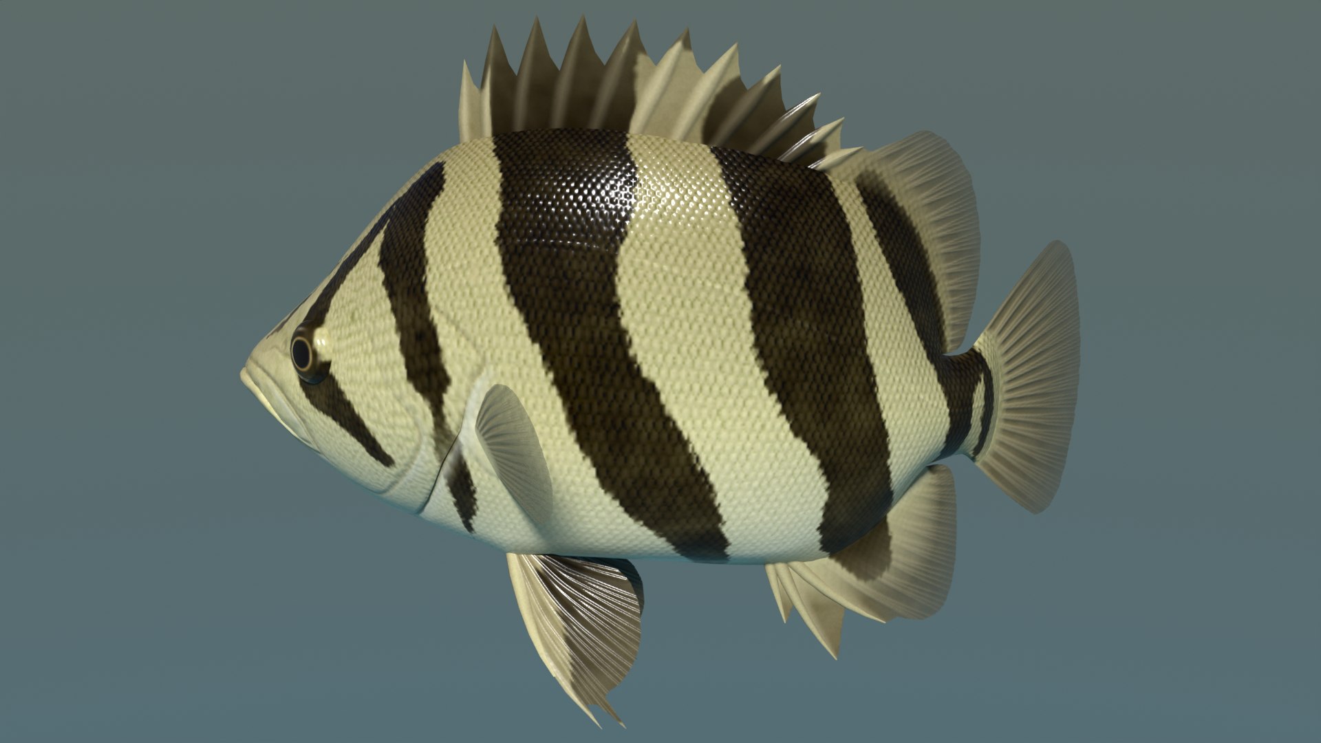 3ds Max Siamese Tiger