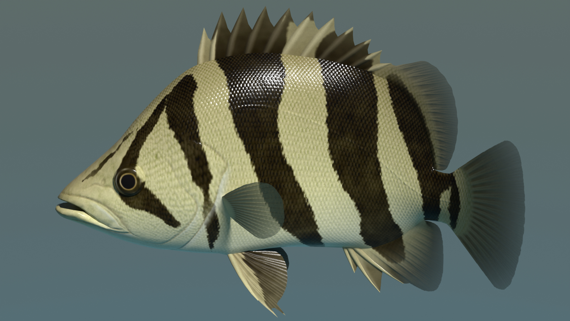 3ds max siamese tiger