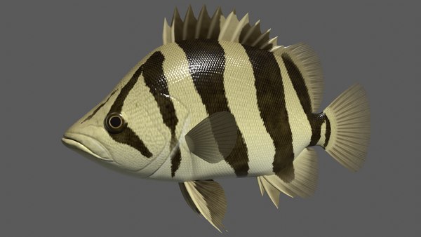 3ds max siamese tiger