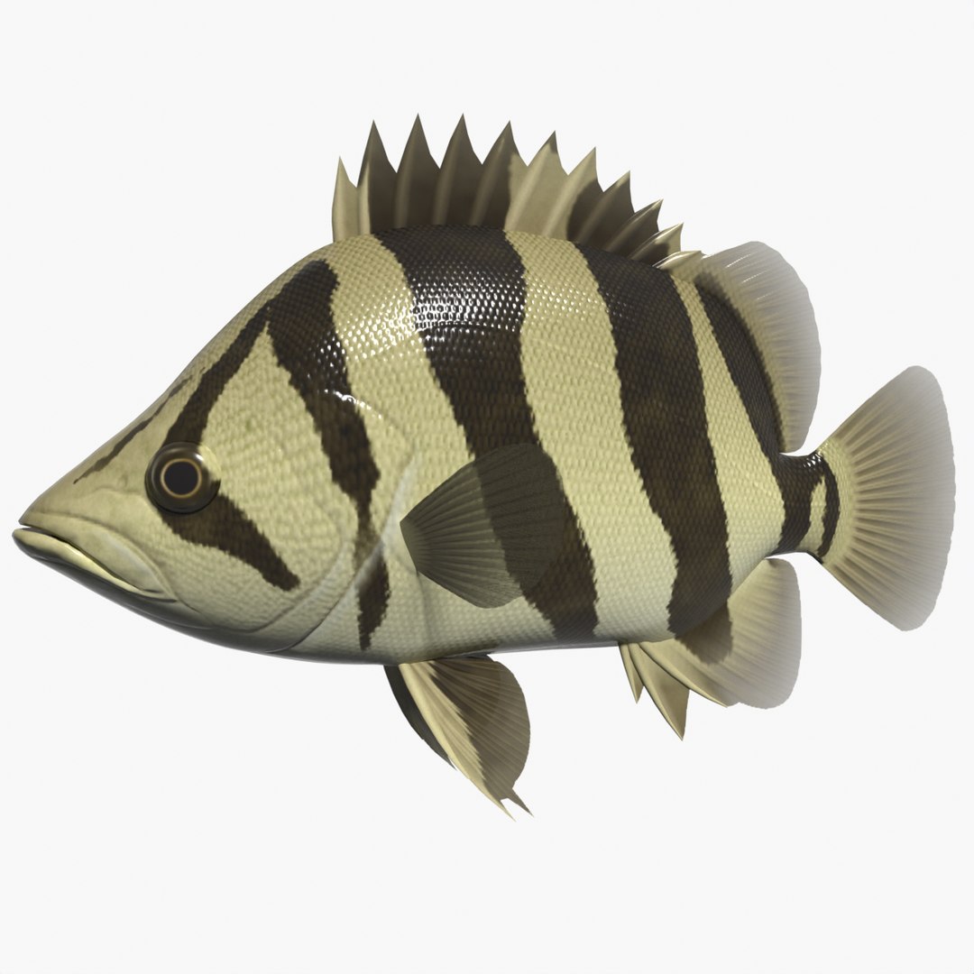 3ds Max Siamese Tiger