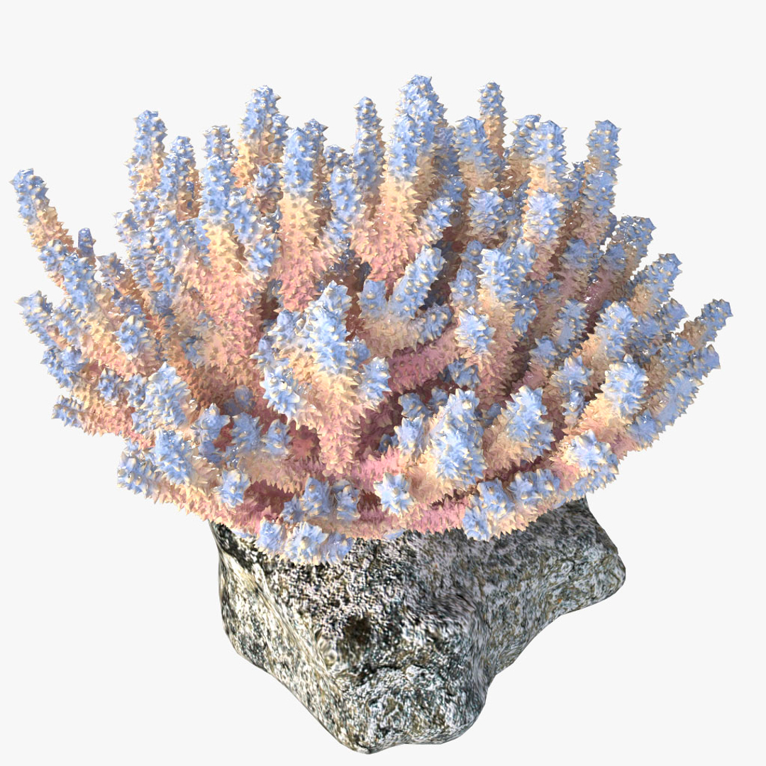 3D corals fishes - TurboSquid 1314557