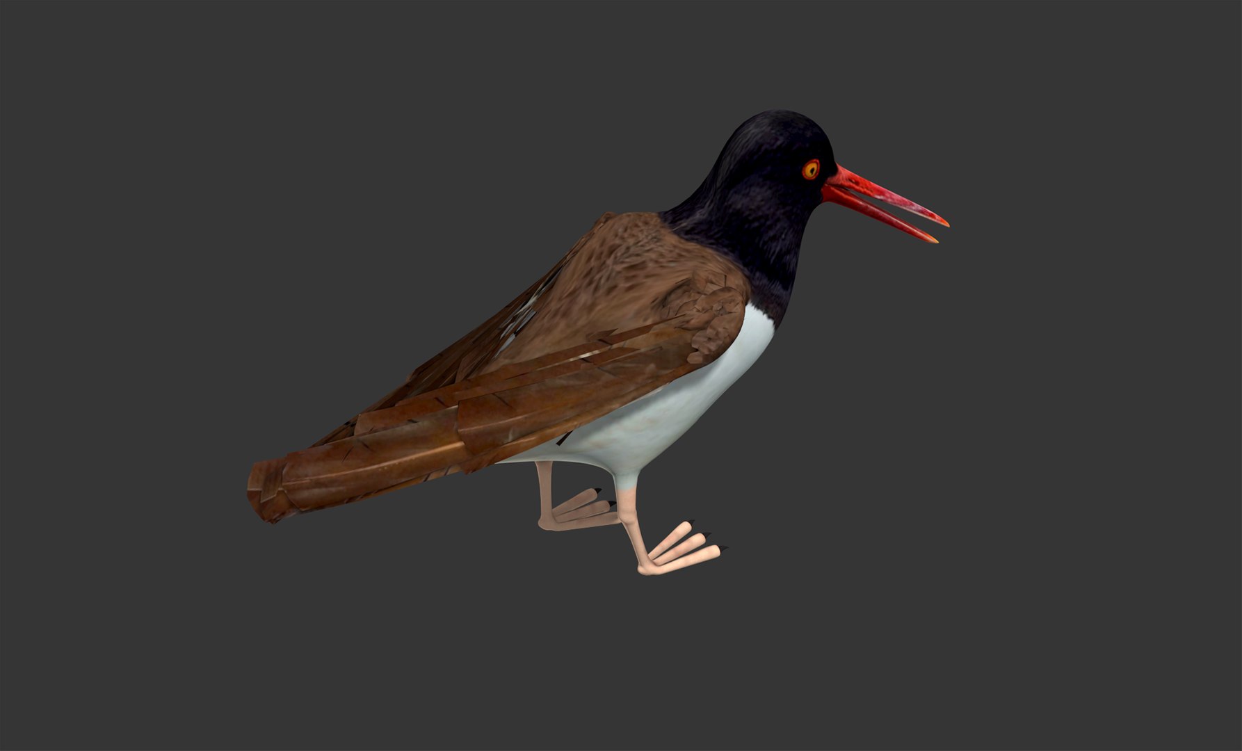 3D Pilpilen Comun Model - TurboSquid 2142880