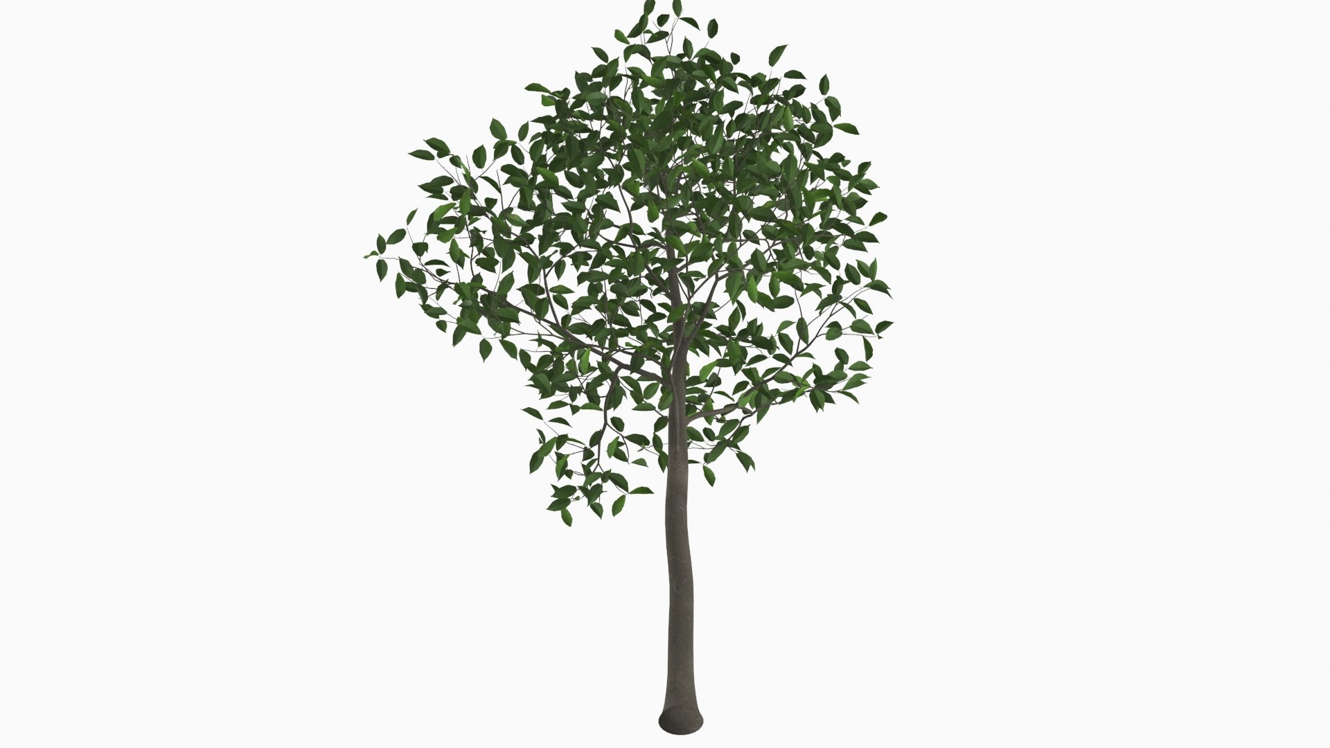 3D Tree Magnolia Liliflora A 01 - PBR Model - TurboSquid 2130292