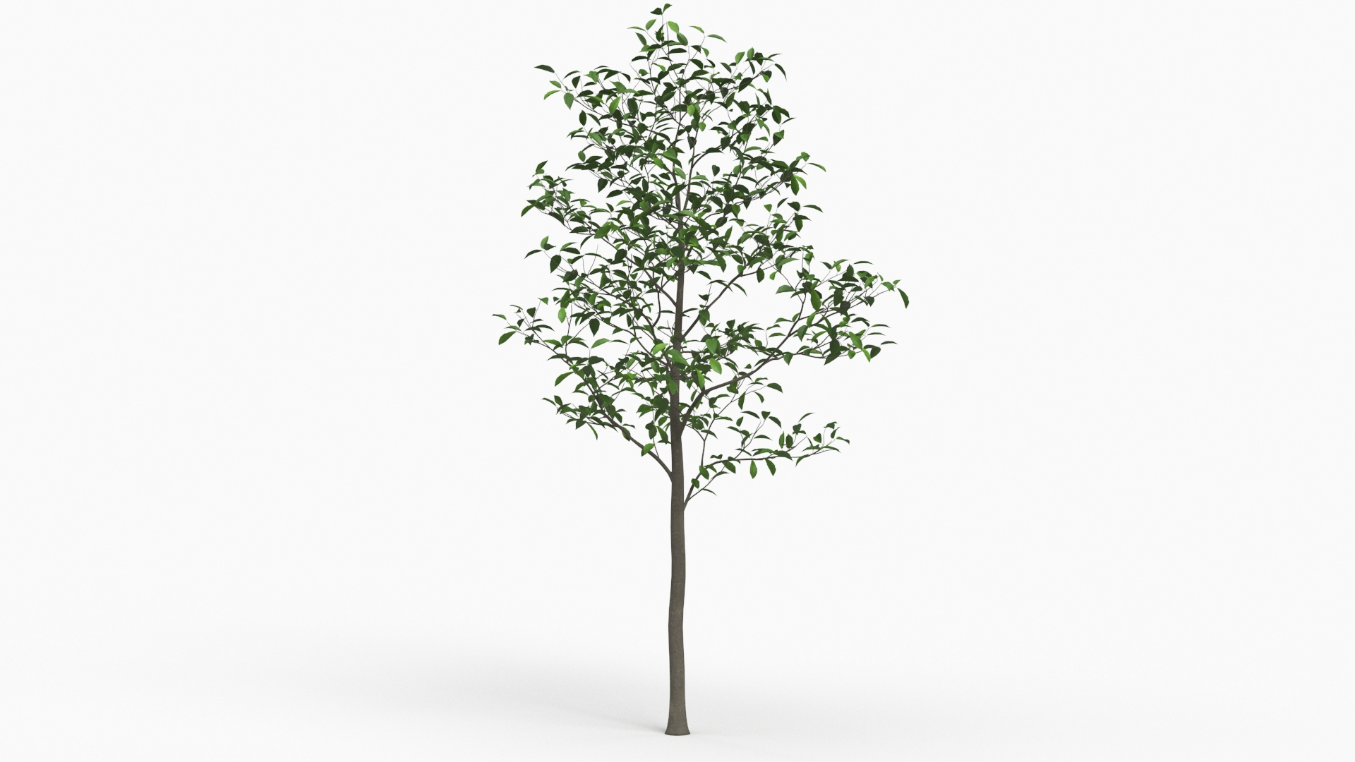 3D Tree Magnolia Liliflora A 01 - PBR model - TurboSquid 2130292