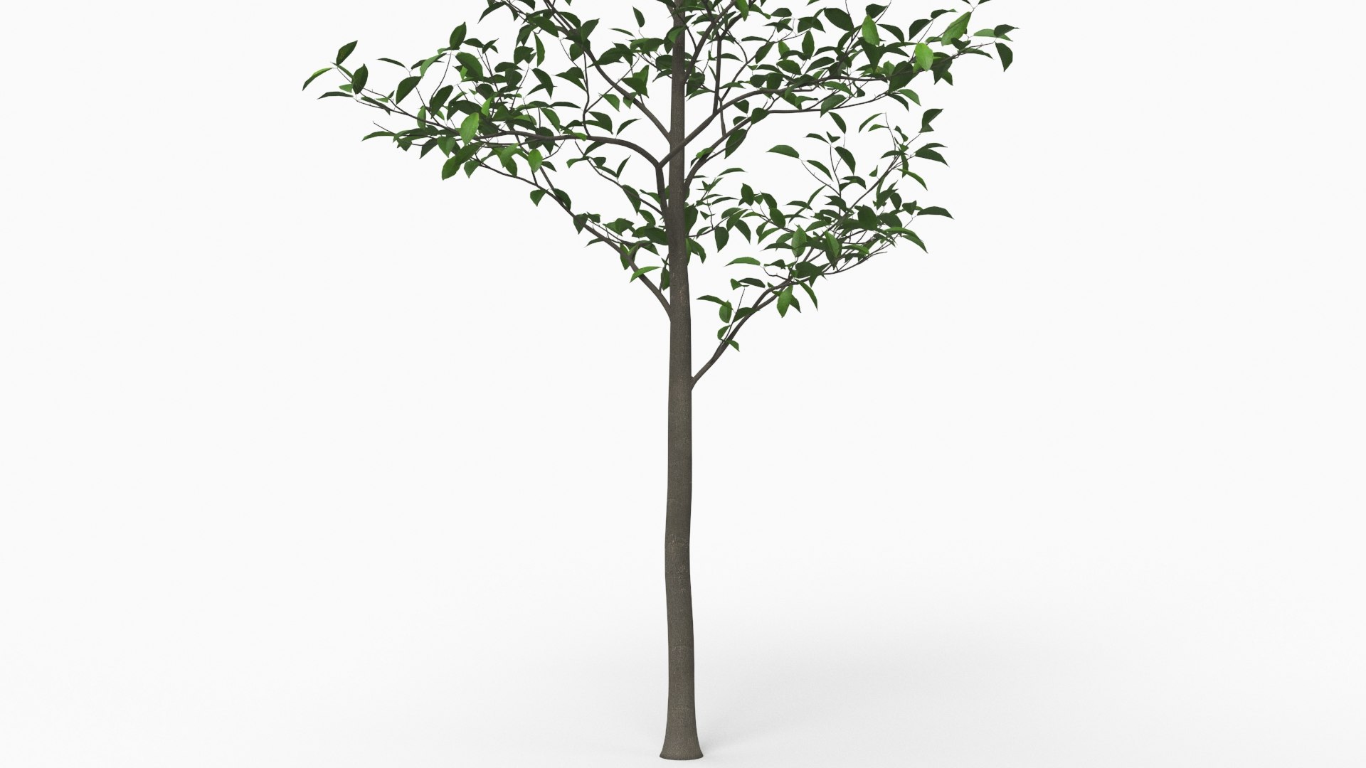 3D Tree Magnolia Liliflora A 01 - PBR Model - TurboSquid 2130292