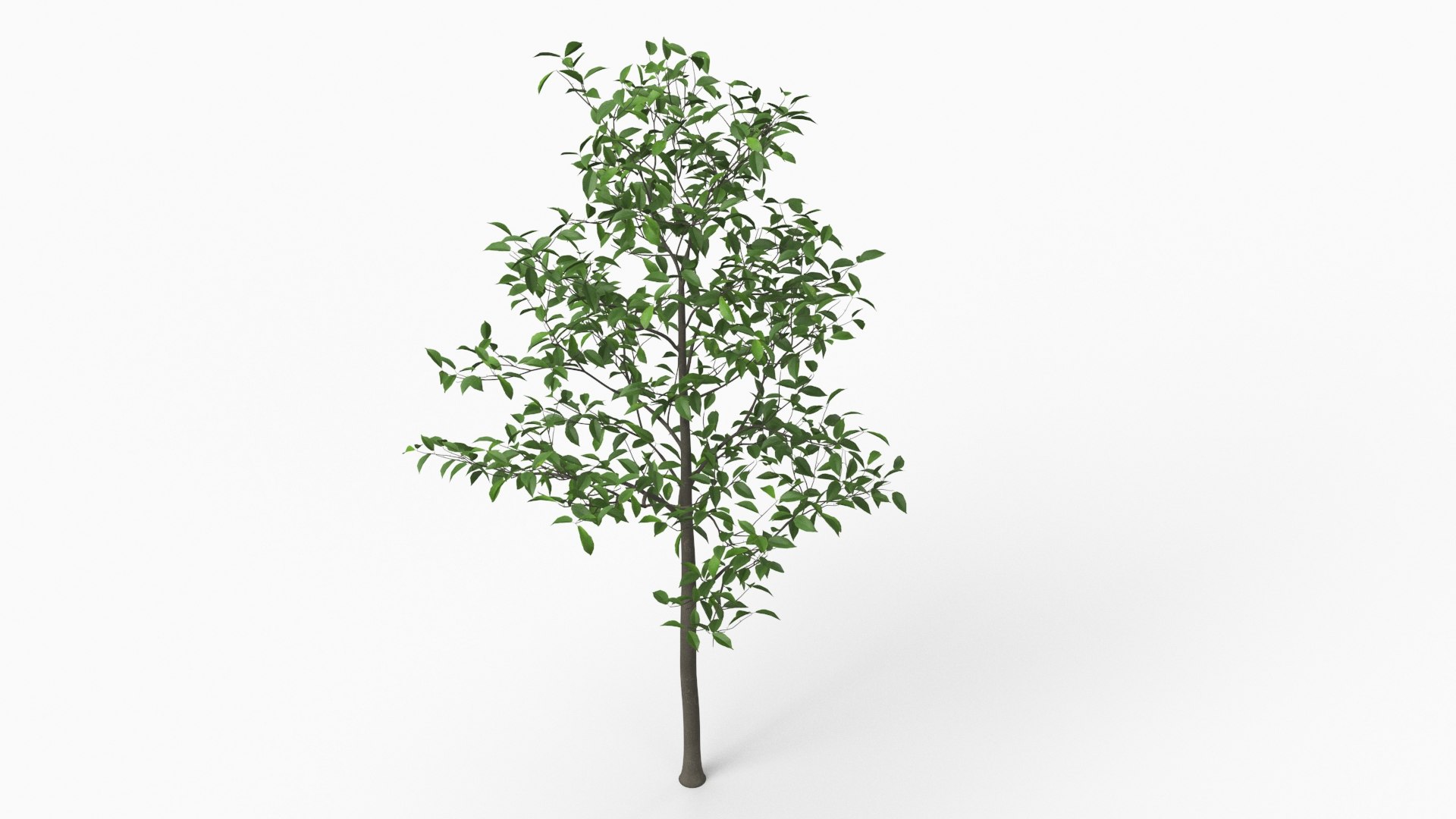 3D Tree Magnolia Liliflora A 01 - PBR Model - TurboSquid 2130292