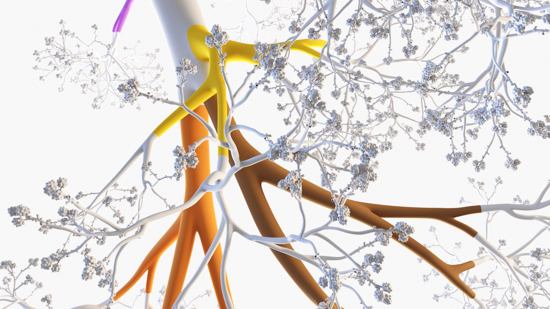 Lungs Trachea 3D Model - TurboSquid 1546197
