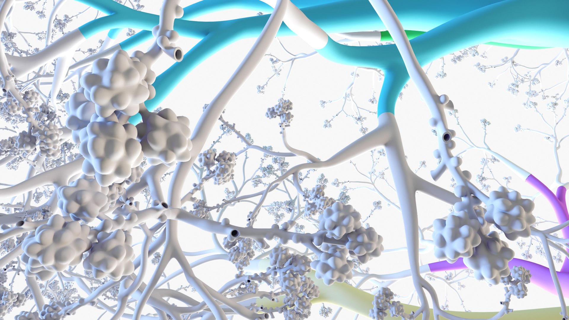 Lungs Trachea 3D Model - TurboSquid 1546197